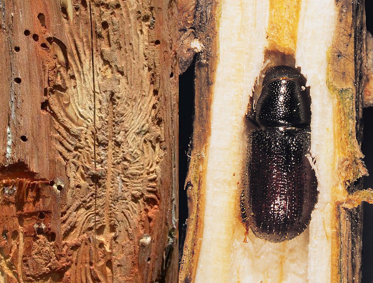 Tomicus piniperda: Ο μικρός «δαίμονας» που «τρώει» τα πεύκα της Θάσου ...