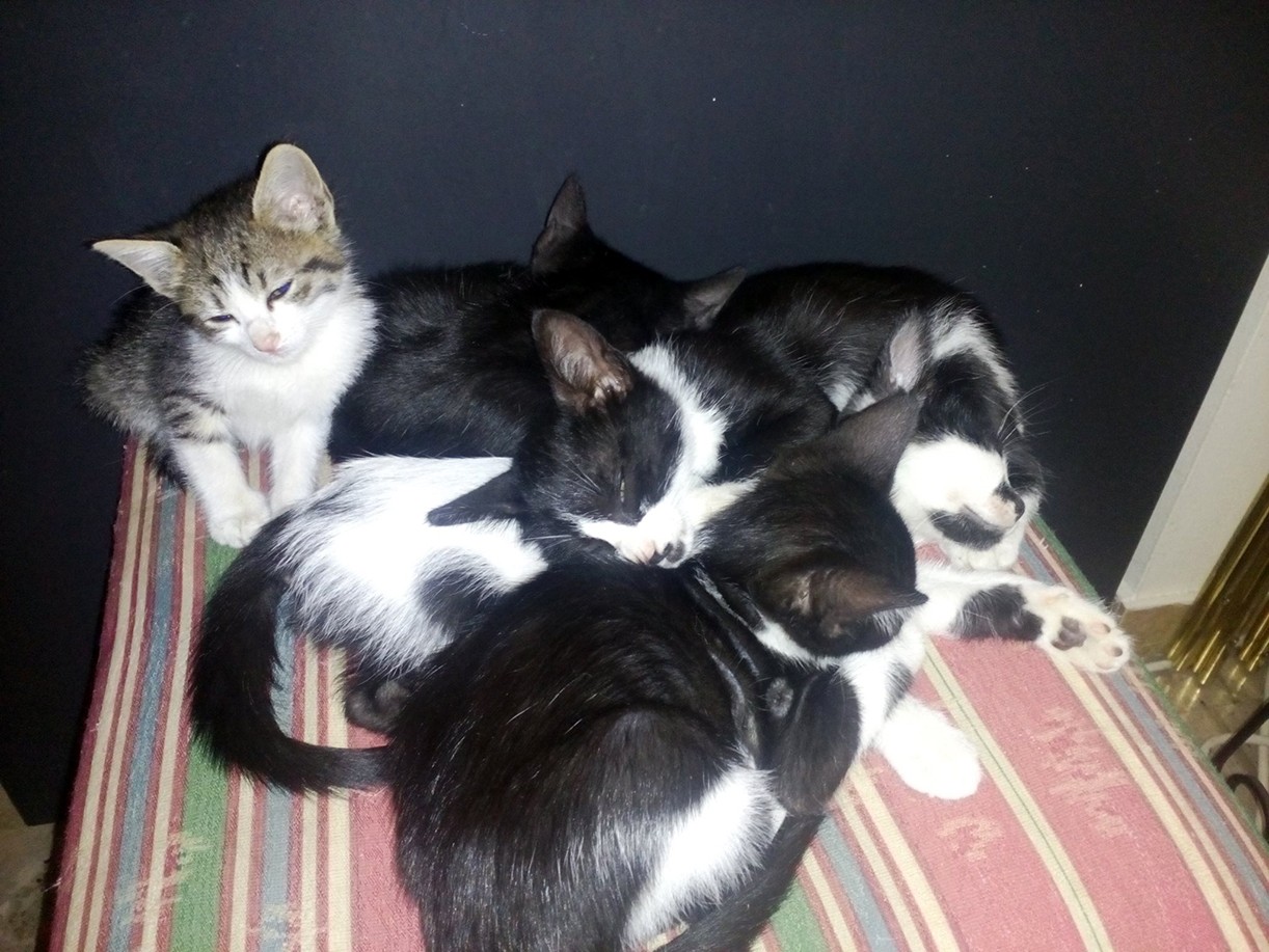 Φιλοζωικό Σωματείο Καβάλας «Αίσωπος»: Περισσεύουν στην πόλη οι δηλώσεις ...